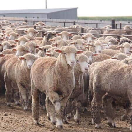 Articles - COLORADO LIVESTOCK ASSOCIATION